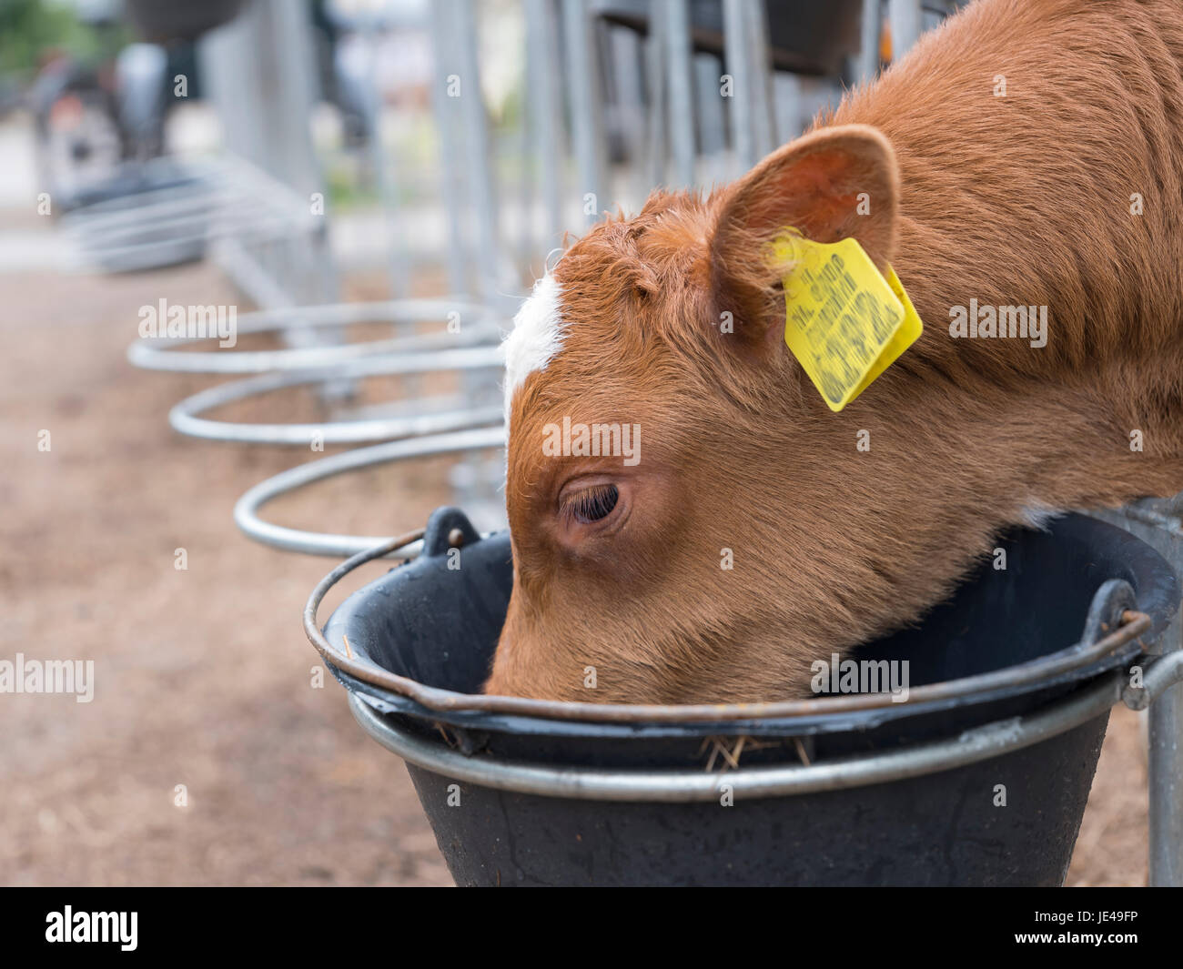 Bucket calf hi-res stock photography and images - Alamy
