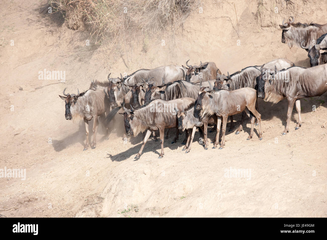 Gnu wanderung hi-res stock photography and images - Alamy