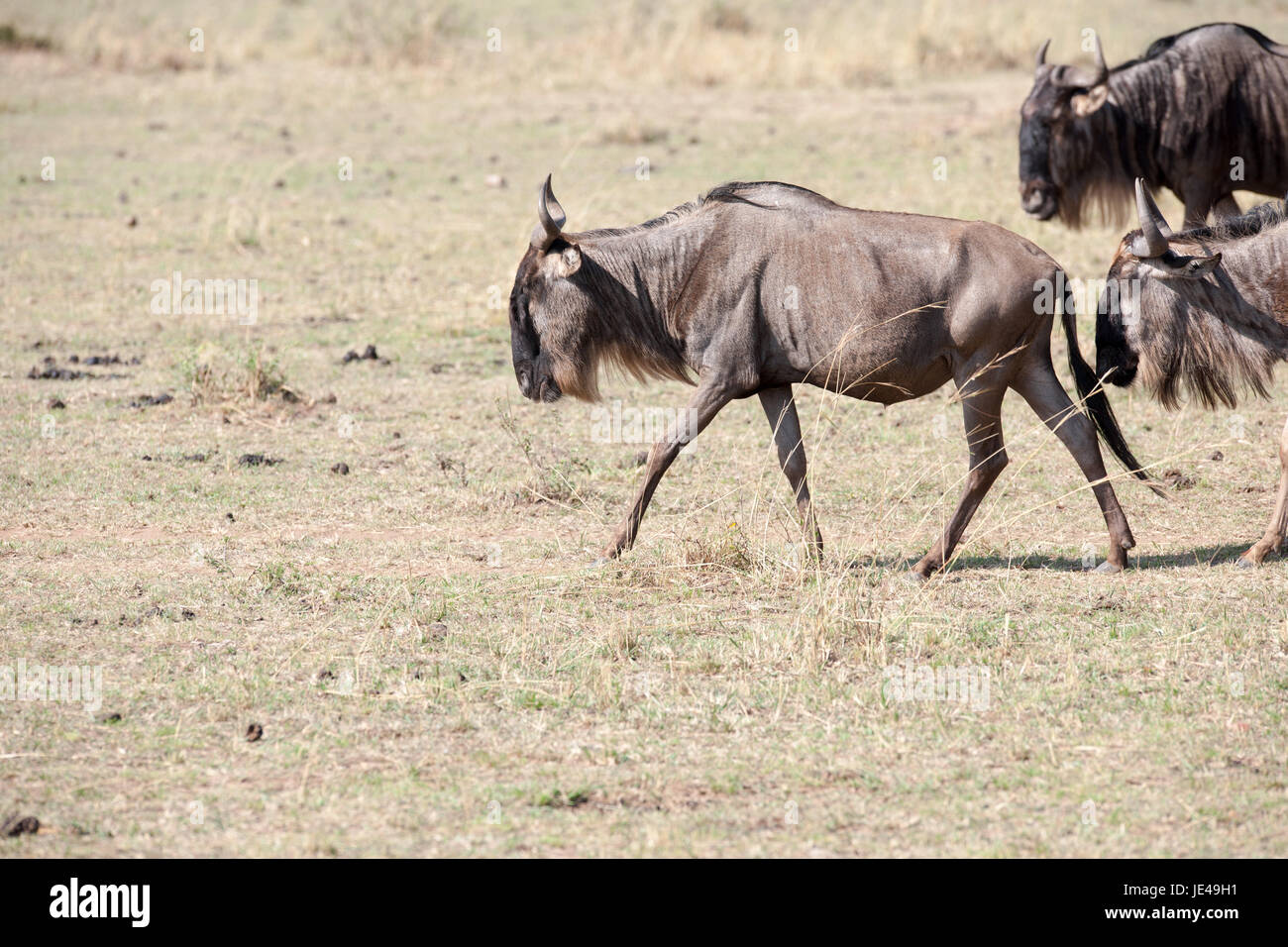 gnu migration on the mara river Stock Photo - Alamy