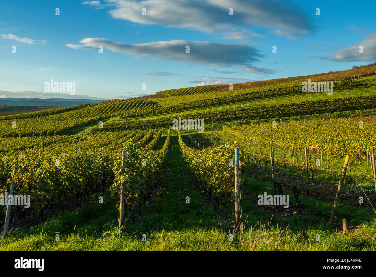 wine region rheinhessen Stock Photo - Alamy