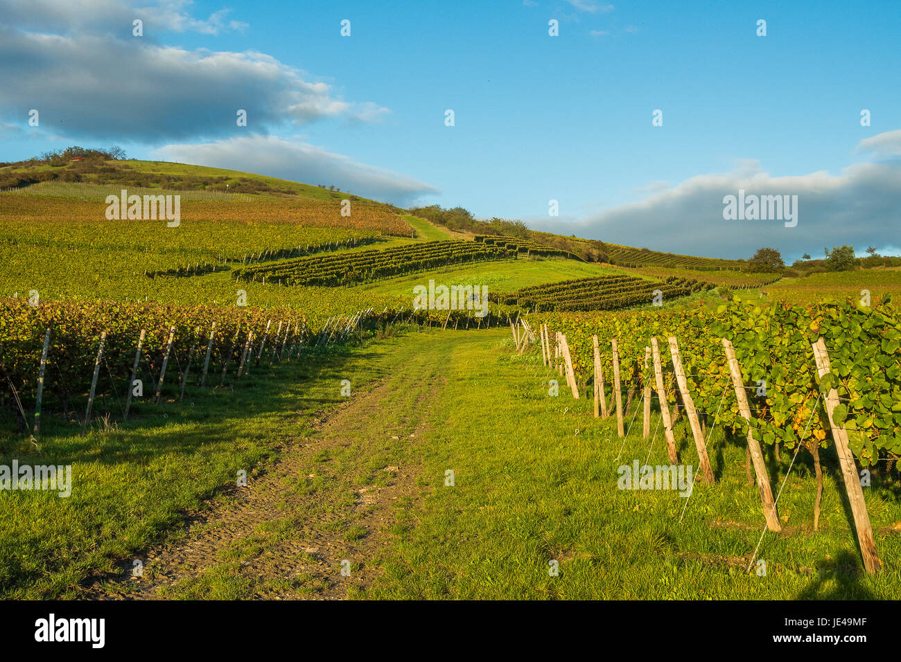 wine region rheinhessen Stock Photo - Alamy