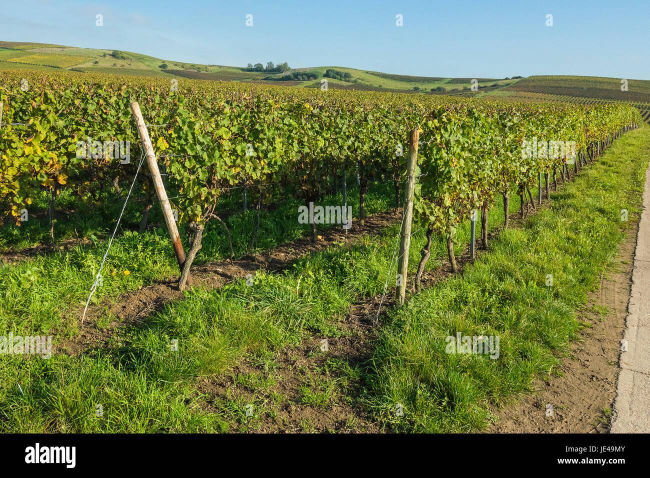 wine region rheinhessen Stock Photo - Alamy