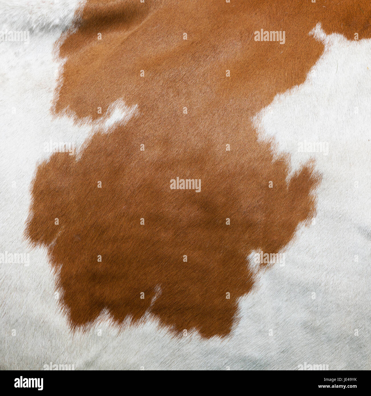 Cowhide hi-res stock photography and images - Alamy