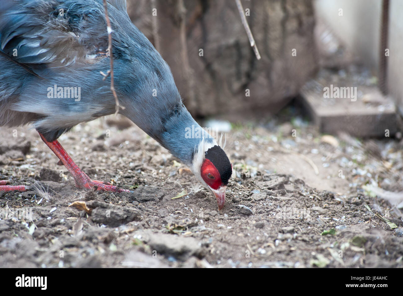 Single eating pheasant bird photo Stock Photo - Alamy