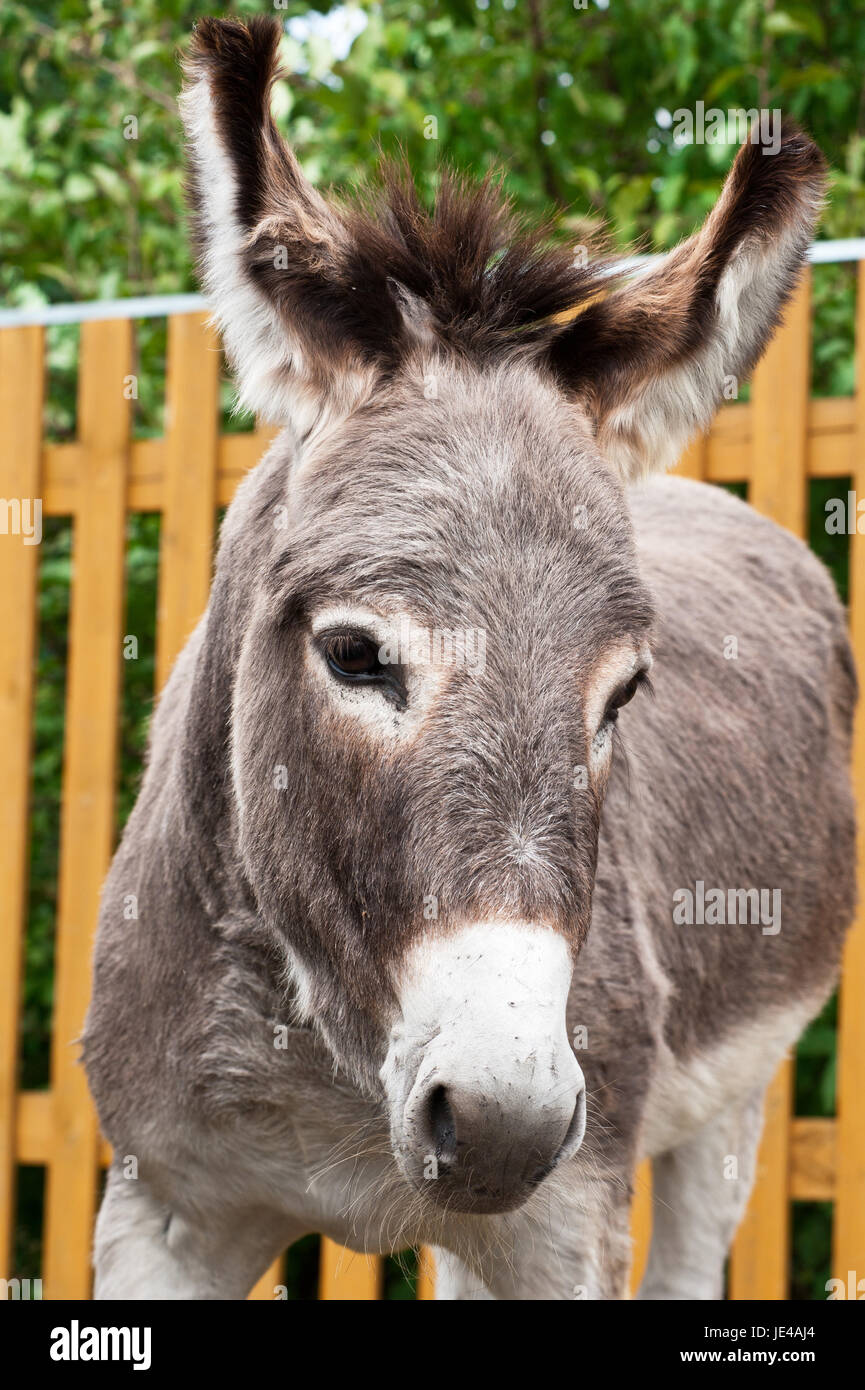 Donkey closeup portrait in sunny day Stock Photo - Alamy