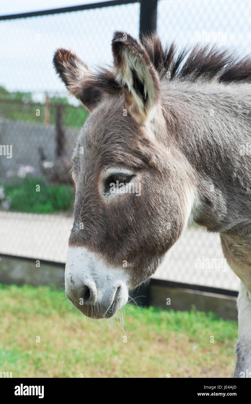 Donkey closeup portrait in sunny day Stock Photo - Alamy