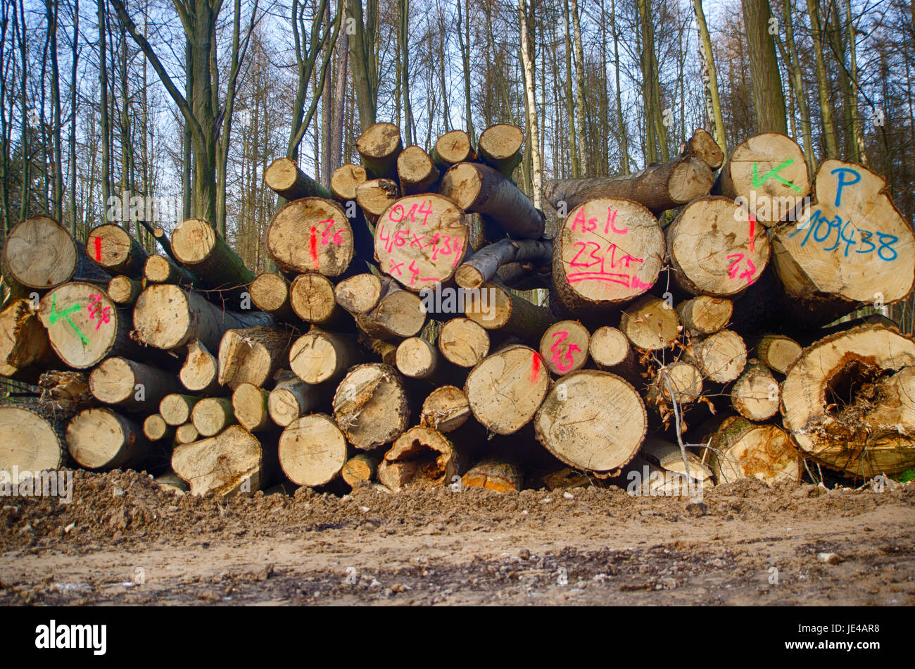 Forest forester forestry trees Stock Photo - Alamy