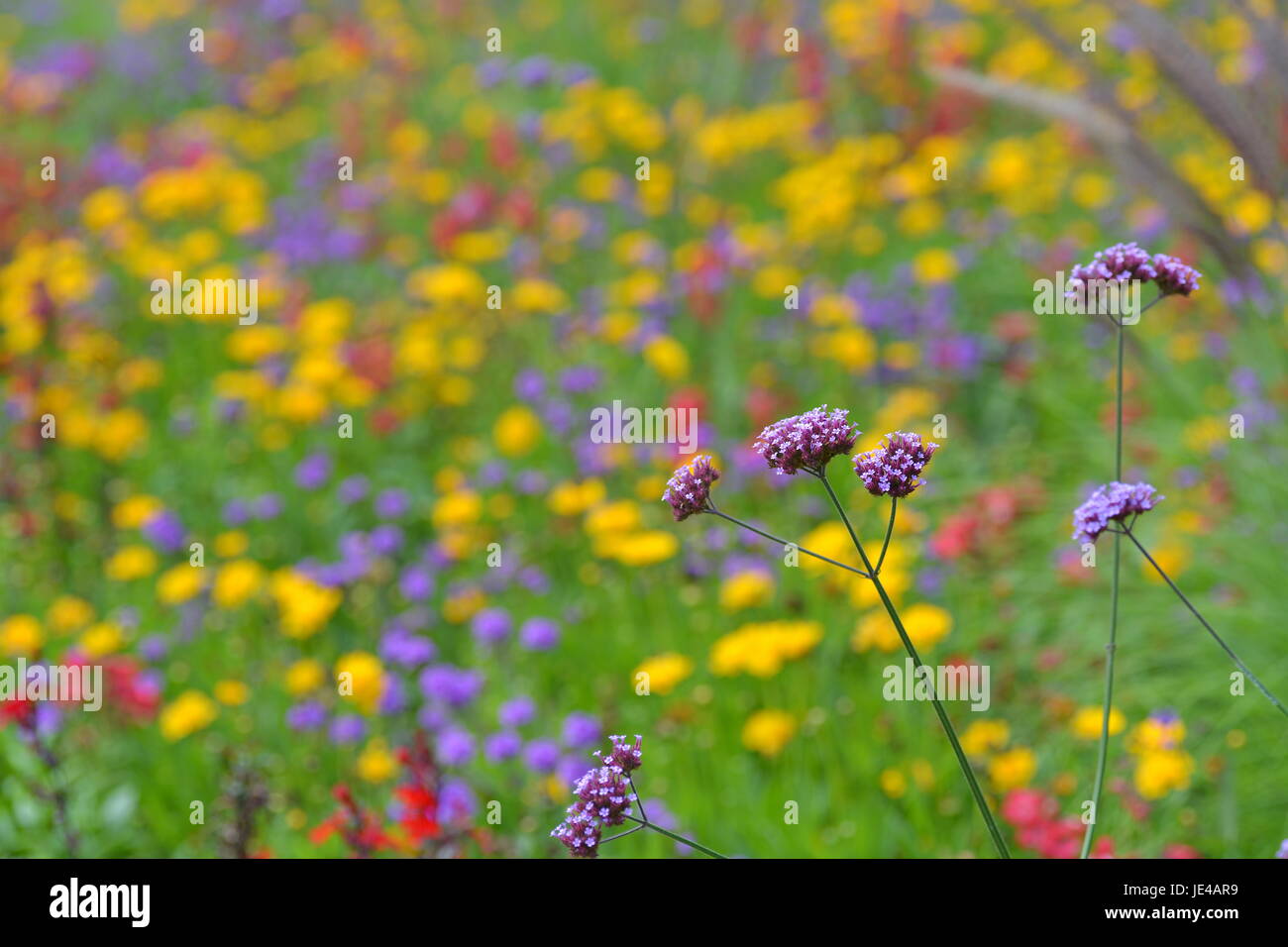 colorful flower field Stock Photo - Alamy