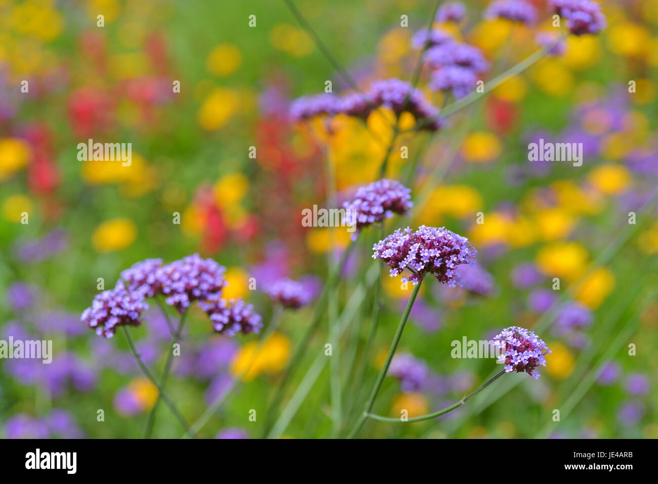 colorful flower field Stock Photo - Alamy