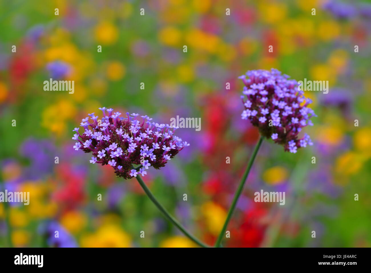 colorful flower field Stock Photo - Alamy