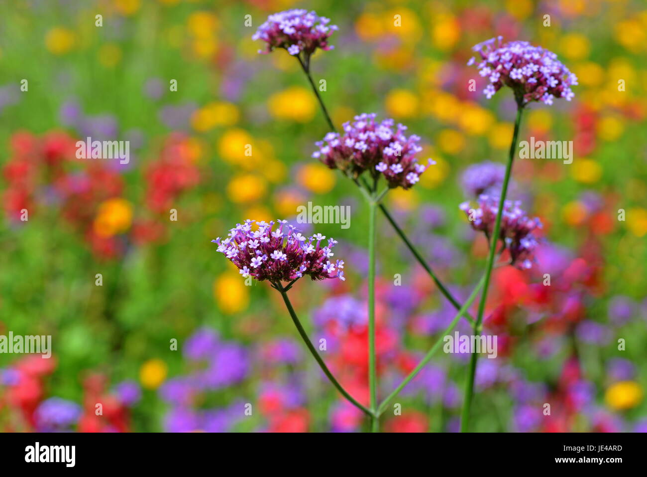 colorful flower field Stock Photo - Alamy