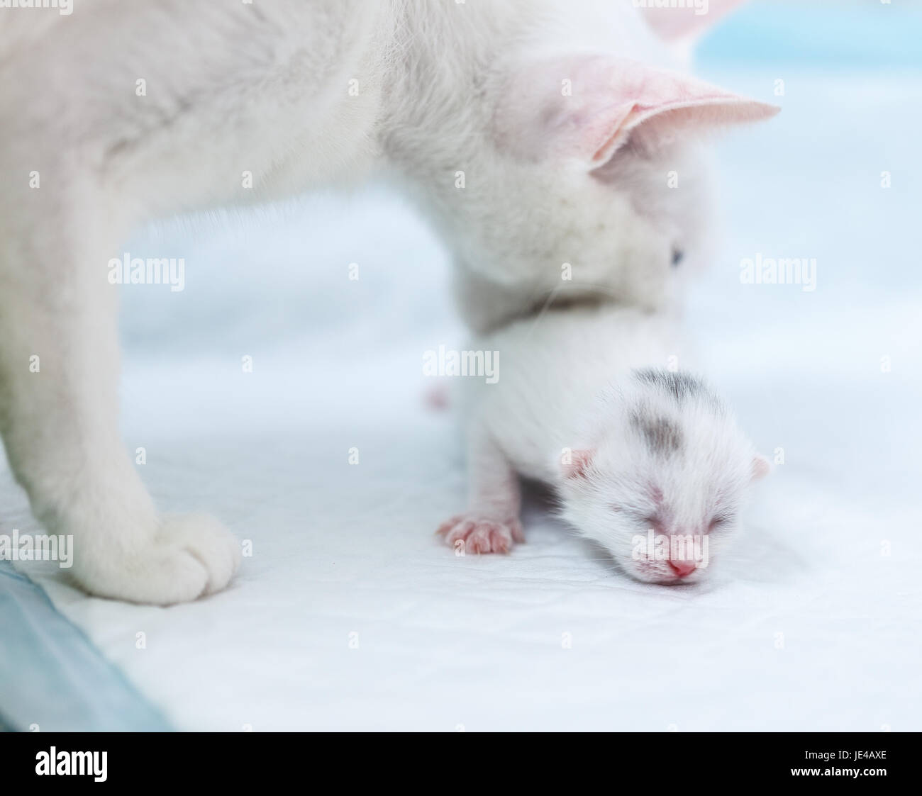 White Cat Carrying White Kitten back to the den Stock Photo - Alamy