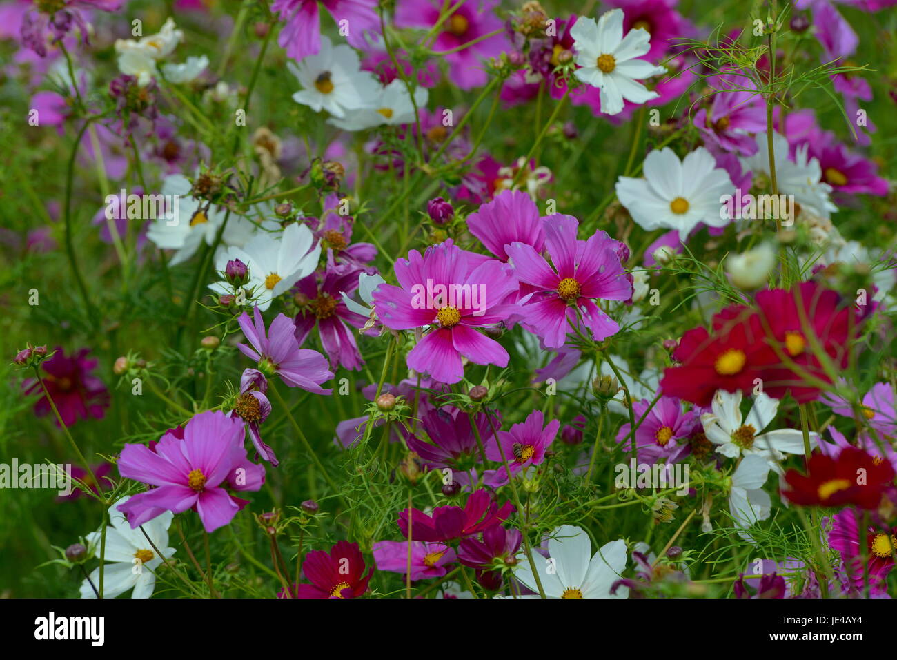 colorful flower field Stock Photo - Alamy