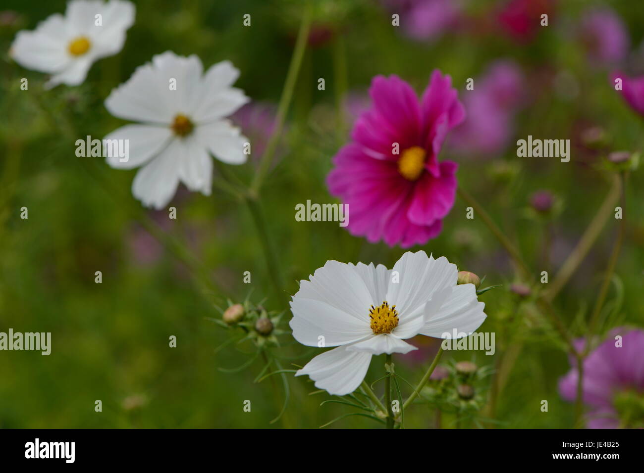 colorful flower field Stock Photo - Alamy