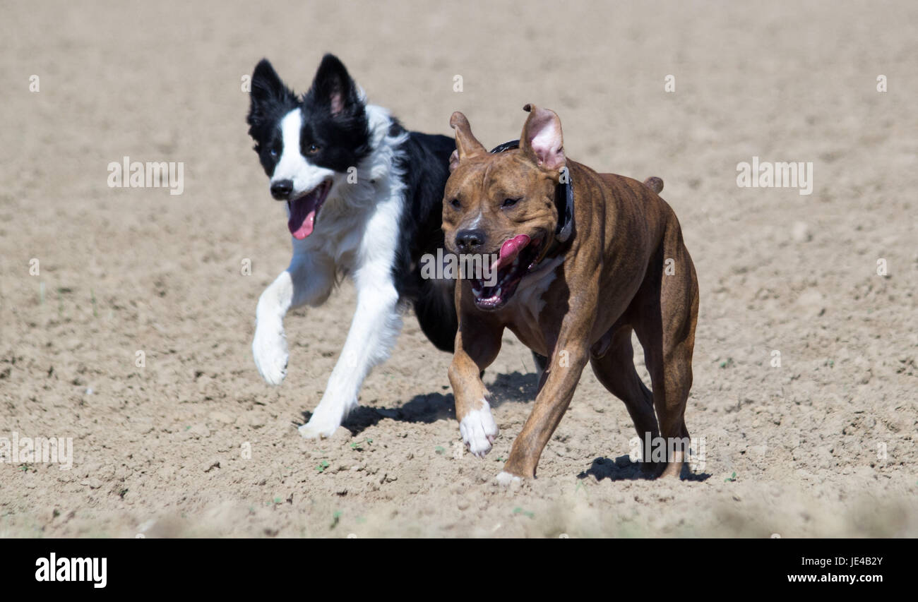 american staffordshire terrier and border collie Stock Photo - Alamy