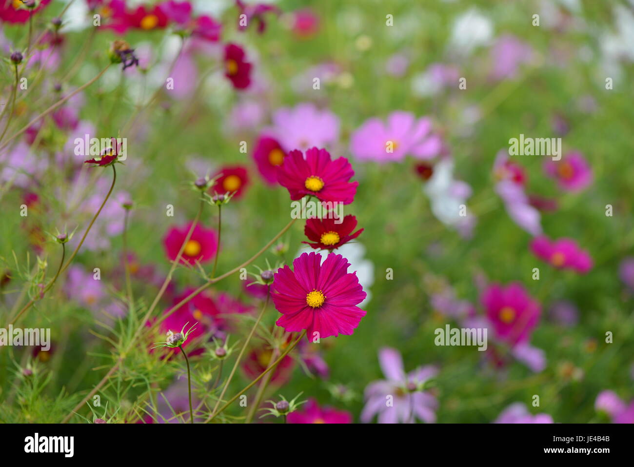 colorful flower field Stock Photo - Alamy