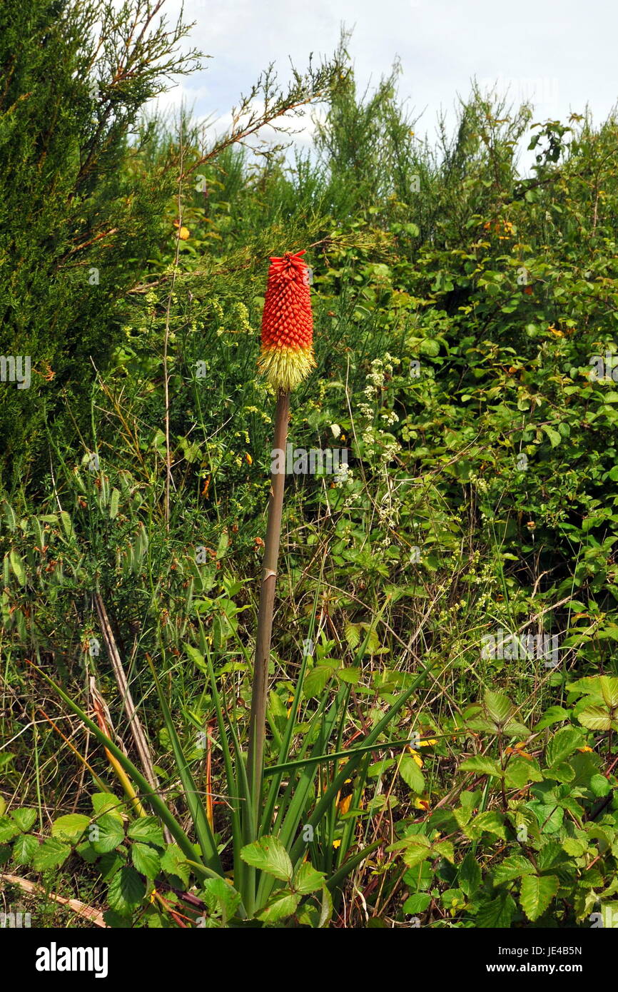 Lily yellow rocket hi-res stock photography and images - Alamy