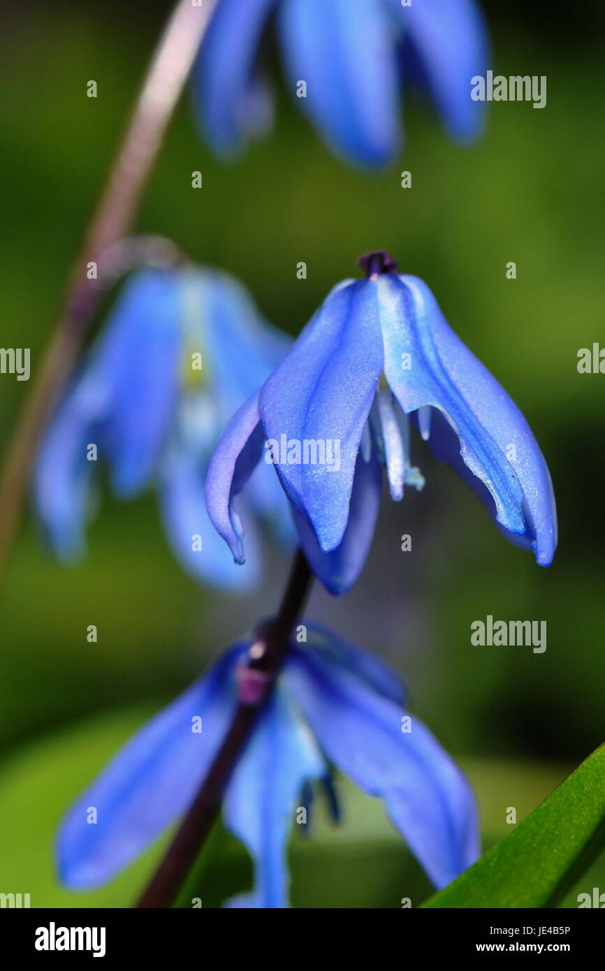 Bell blossoms hi-res stock photography and images - Alamy