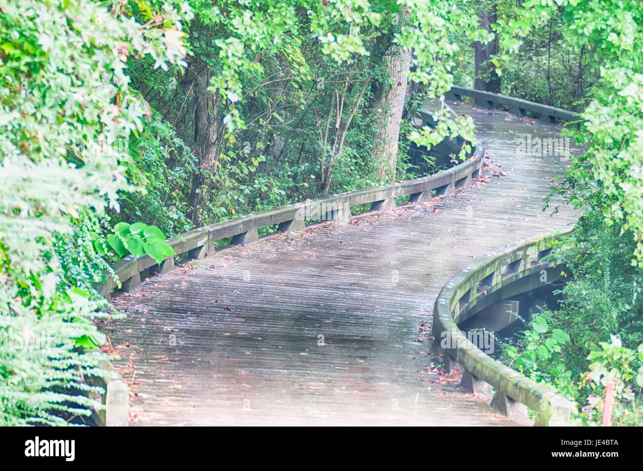 A wooden golf cart pathway bridge curves around trees Stock Photo - Alamy