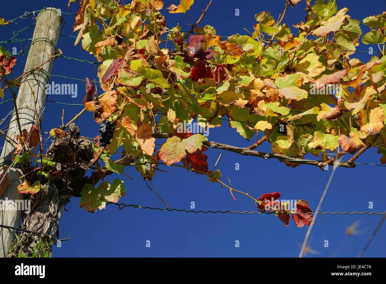 Grape harvest read hi-res stock photography and images - Alamy