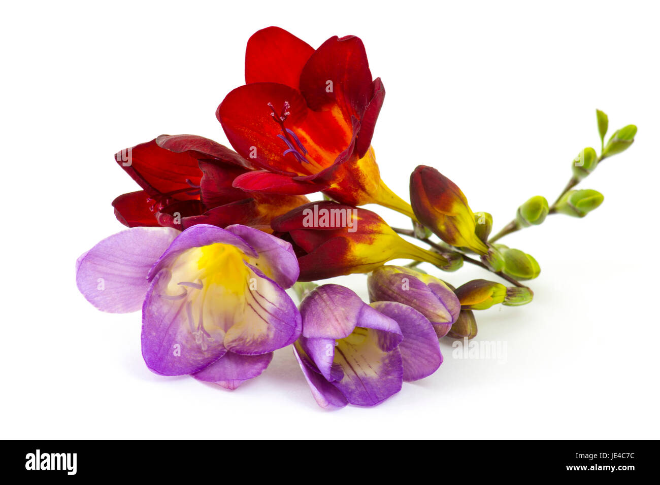 Blooming Freesia. Isolated on white background Stock Photo - Alamy