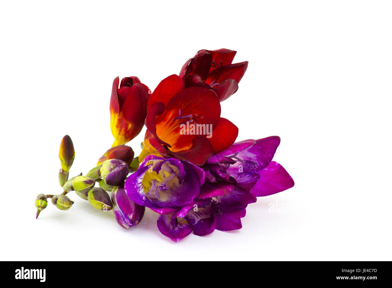 Blooming Freesia. Isolated on white background Stock Photo - Alamy