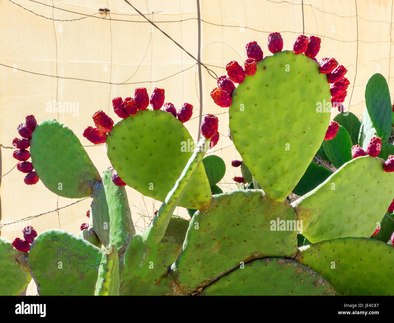 prickly pear with red fruits Stock Photo - Alamy