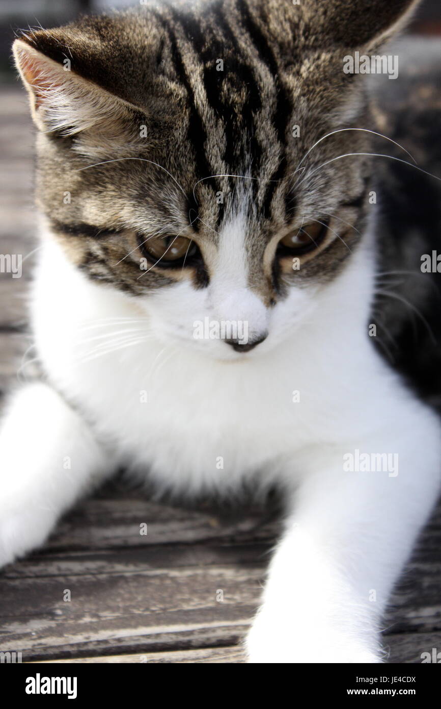 Kitten Stripes High Resolution Stock Photography and Images - Alamy