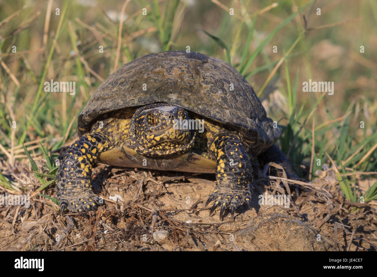 Turtle stack hi-res stock photography and images - Alamy
