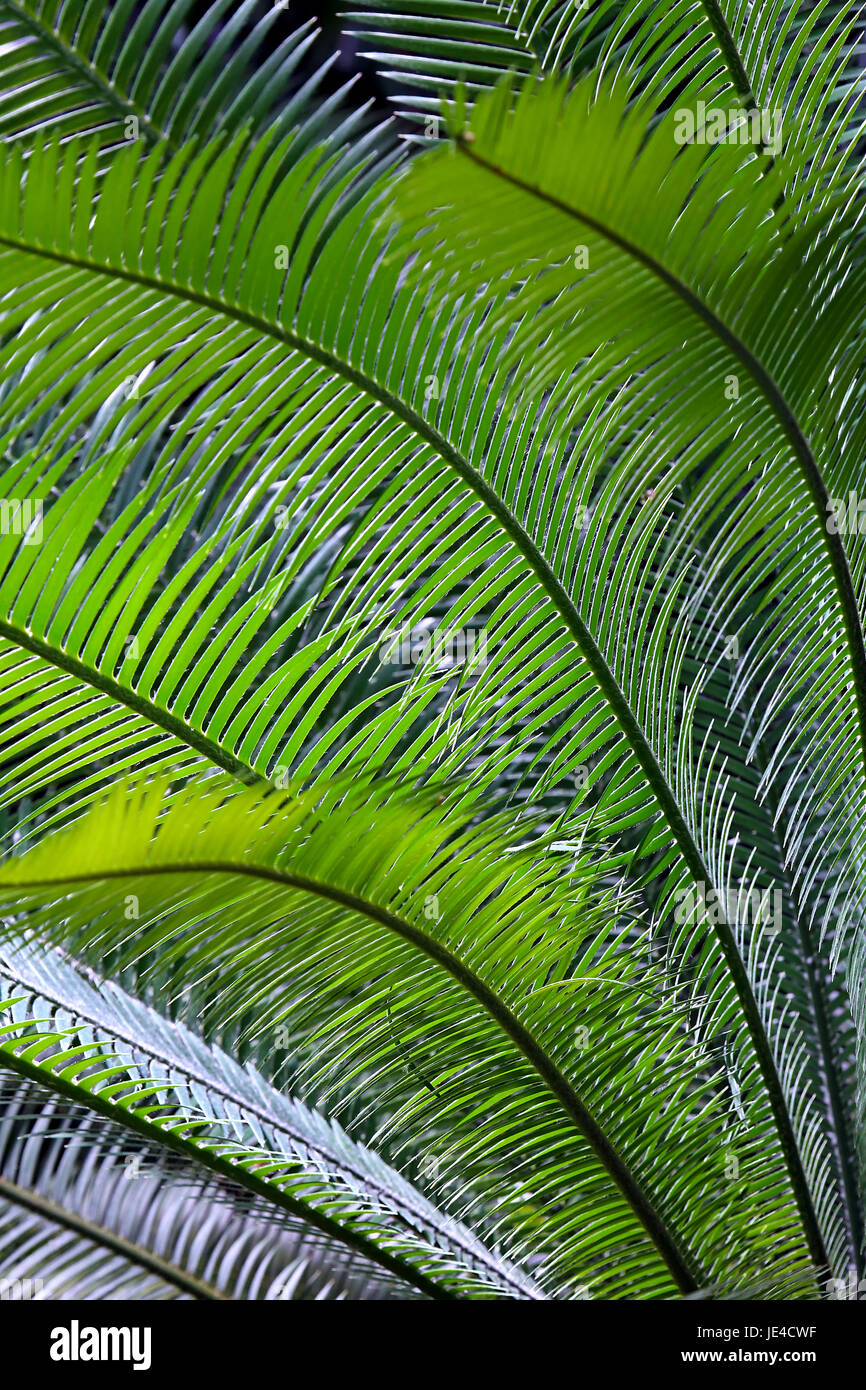 Jungfraupalme hi-res stock photography and images - Alamy