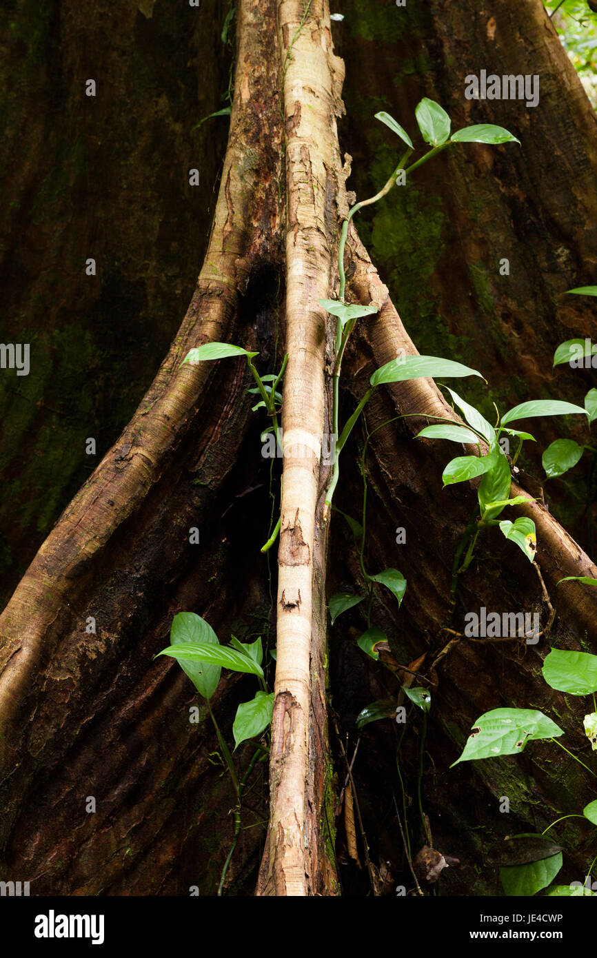 Buttress tree roots in rainforest Borneo Malaysia Stock Photo - Alamy