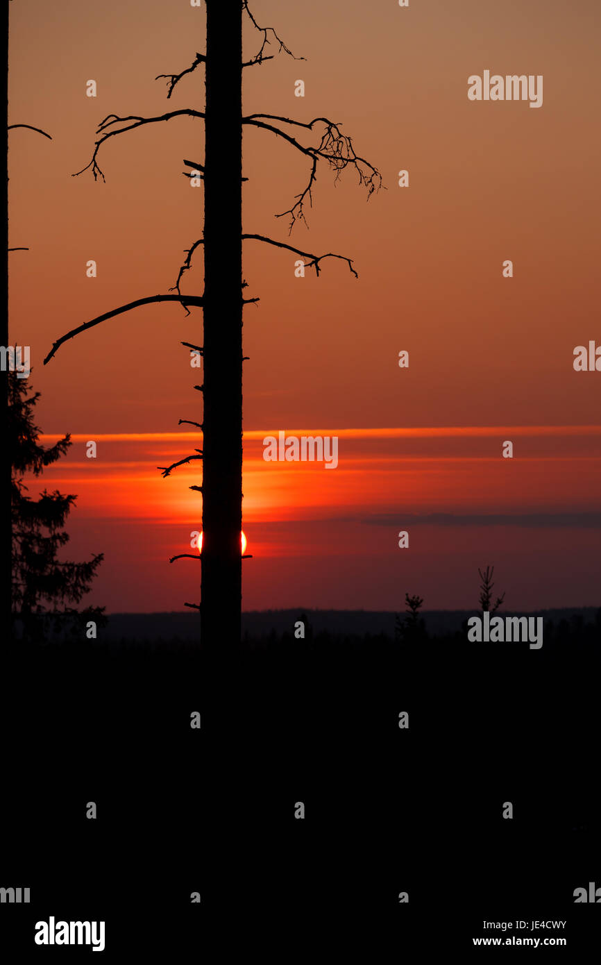 Sun setting over dark forest Stock Photo - Alamy