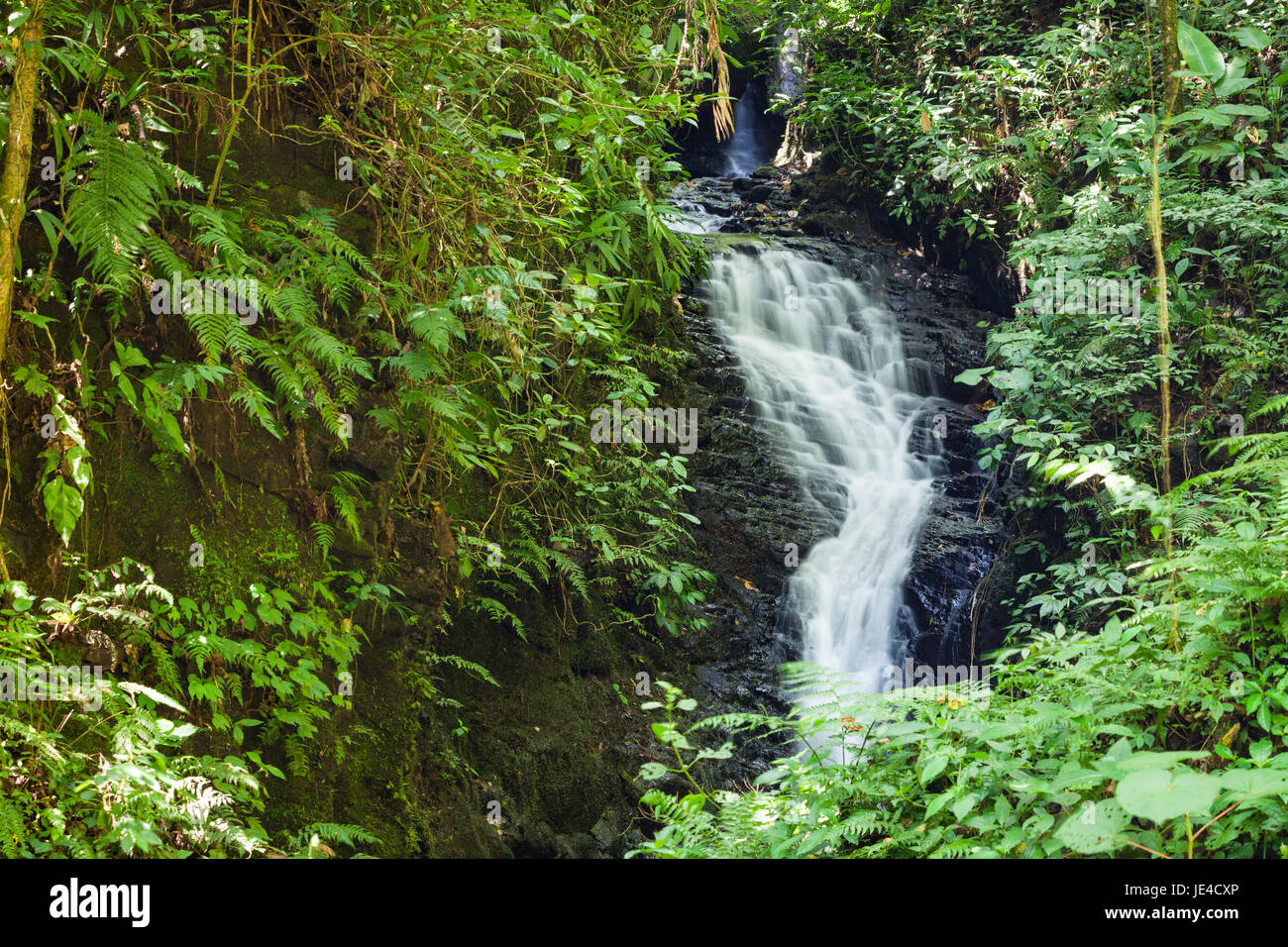 Small waterfall in monteverde cloud forest reserve Costa Rica Stock ...