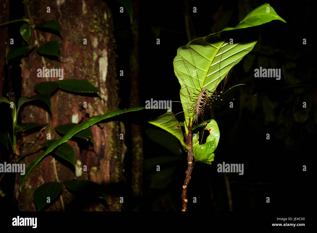 Long legged centipede under leaf at night in rainforest Stock Photo - Alamy