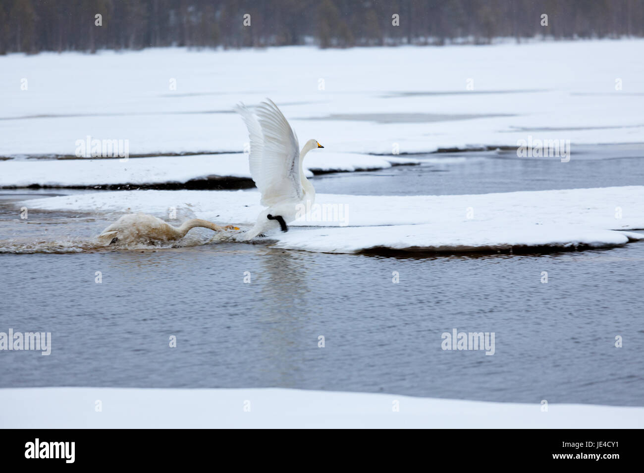 Swans on partially frozen lake in Finland at spring Stock Photo - Alamy