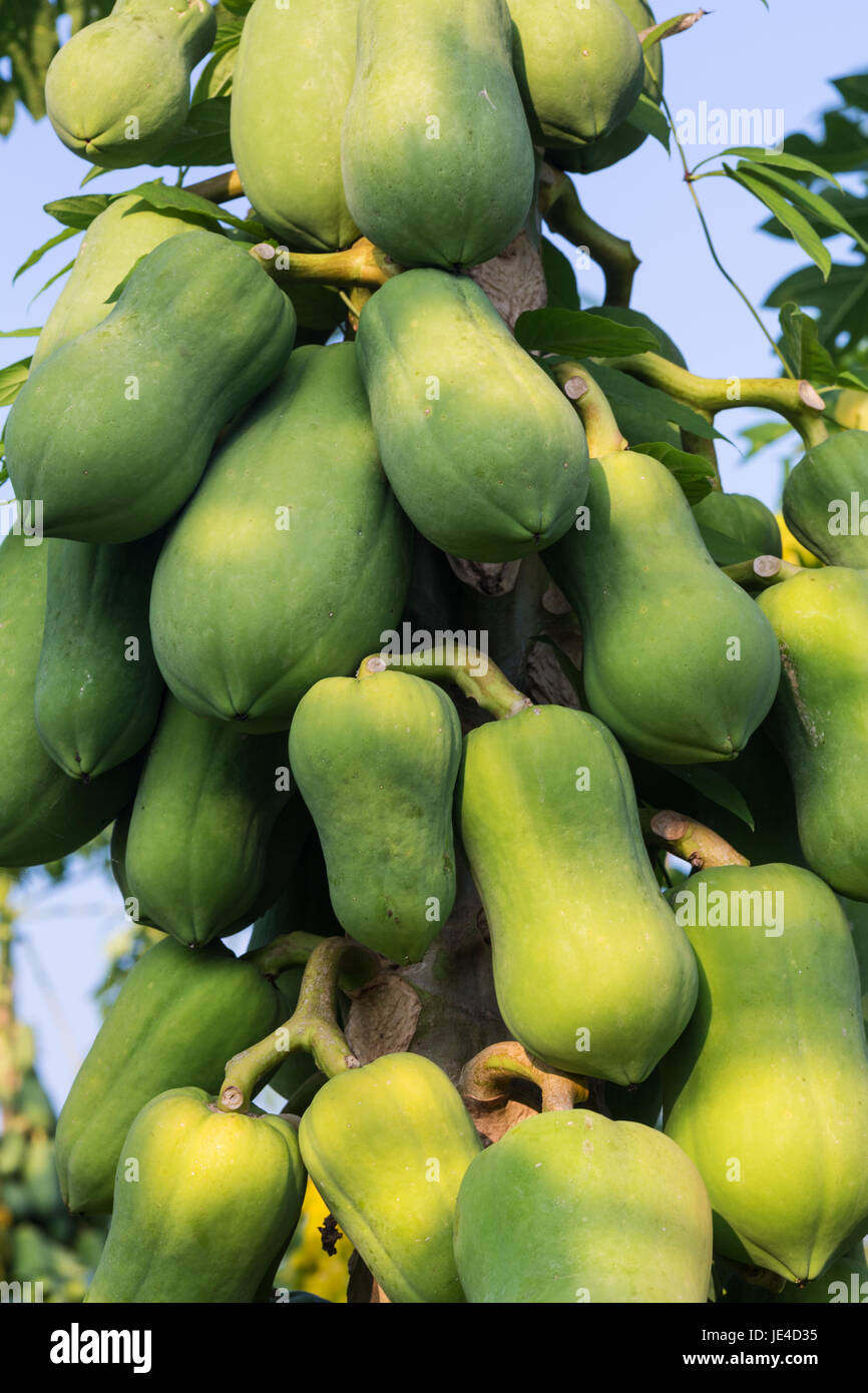 Papaya, Baum mit tropischer Frucht in einer landwirtschaftlichen Farm ...