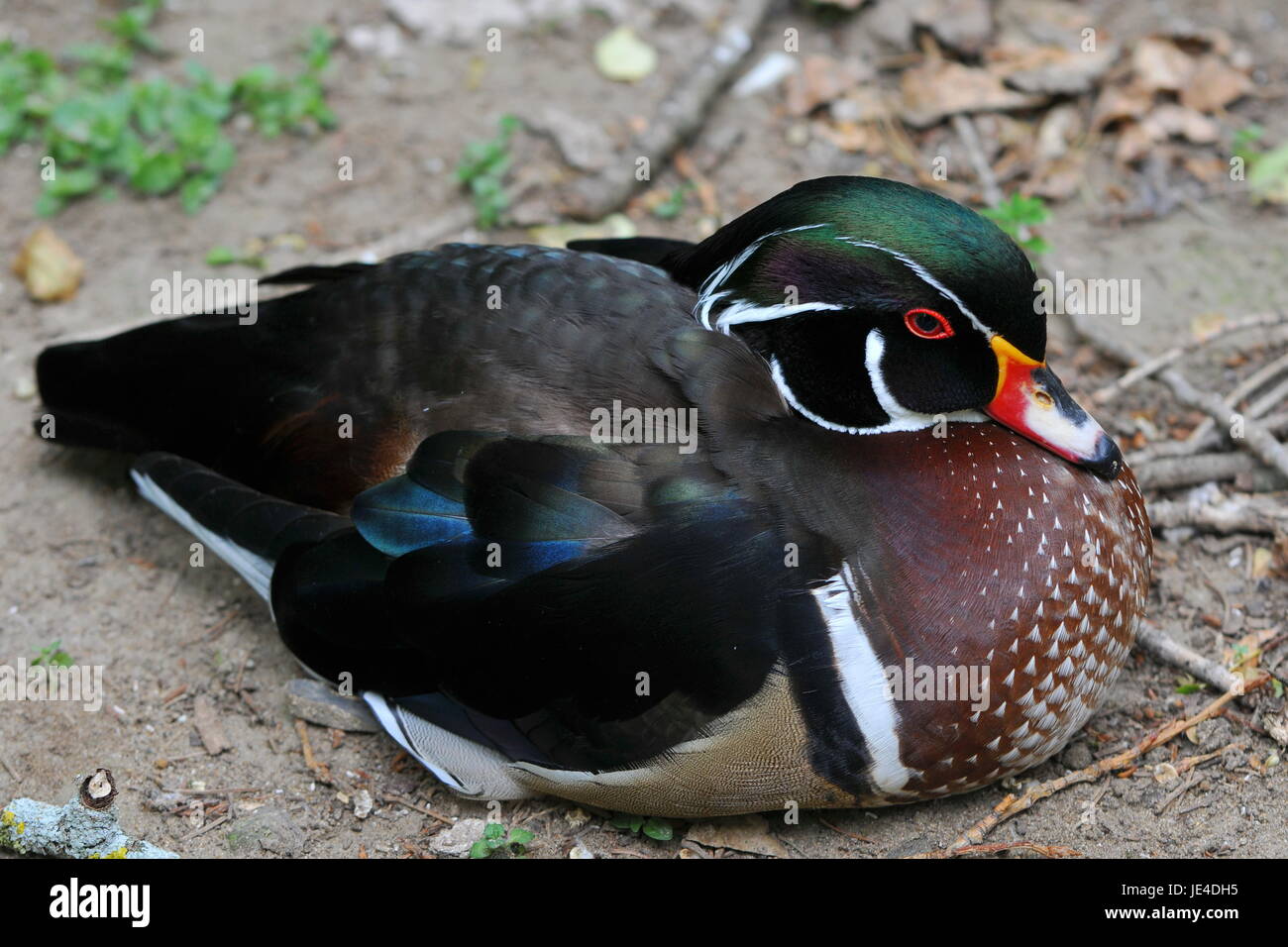 wood ducks drake Stock Photo - Alamy