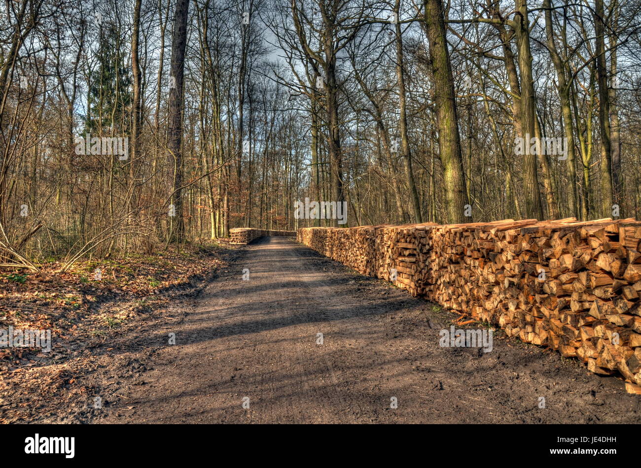 logging in autumnal forest Stock Photo - Alamy