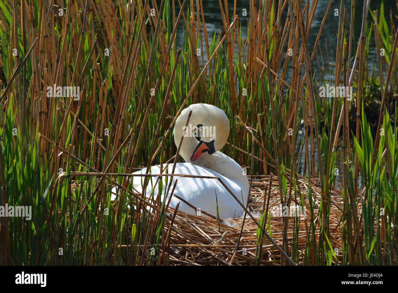 love nest in the reeds Stock Photo - Alamy