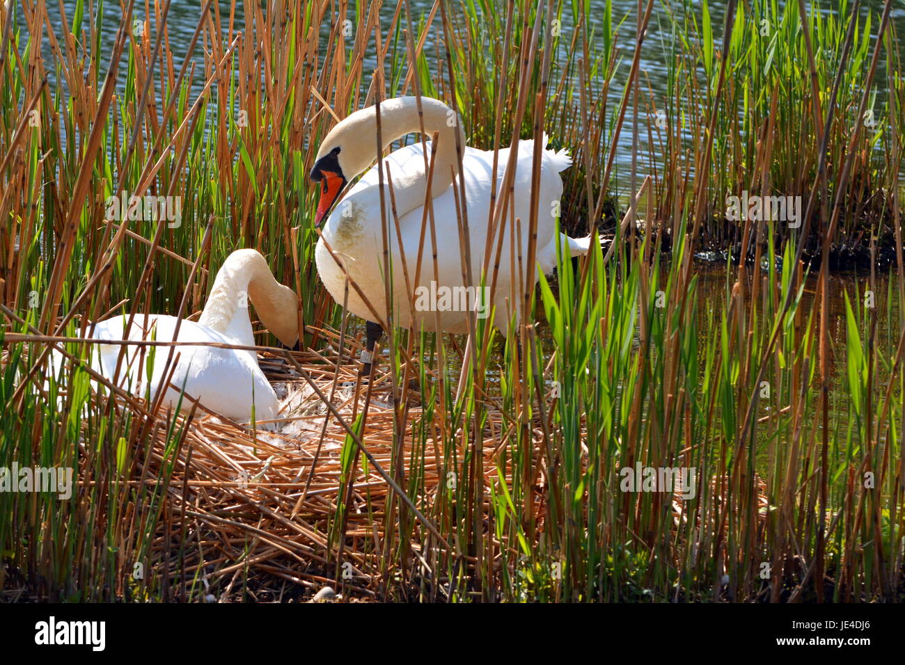 love nest in the reeds Stock Photo - Alamy