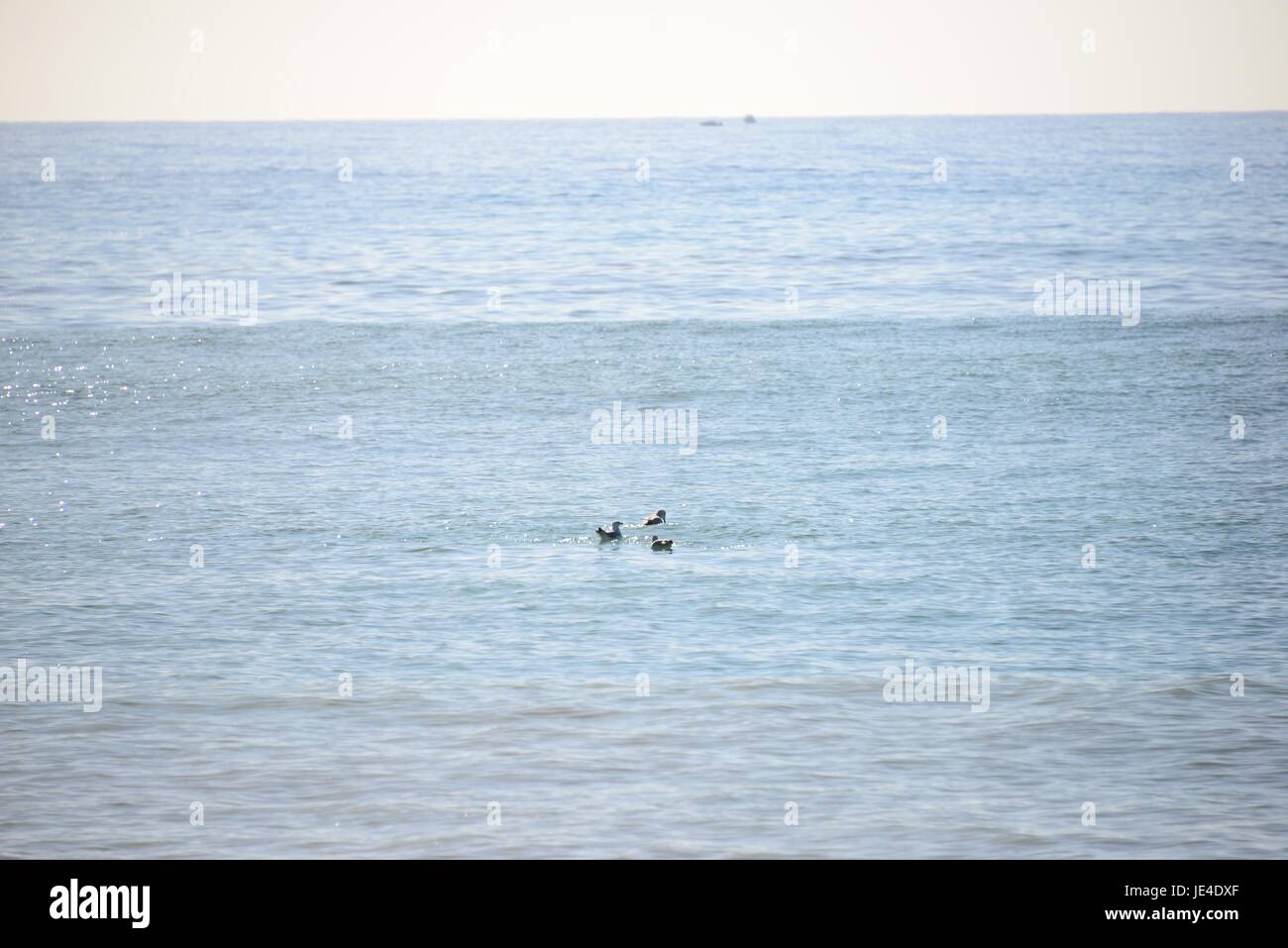 cormorants - mediterranean - spain Stock Photo - Alamy