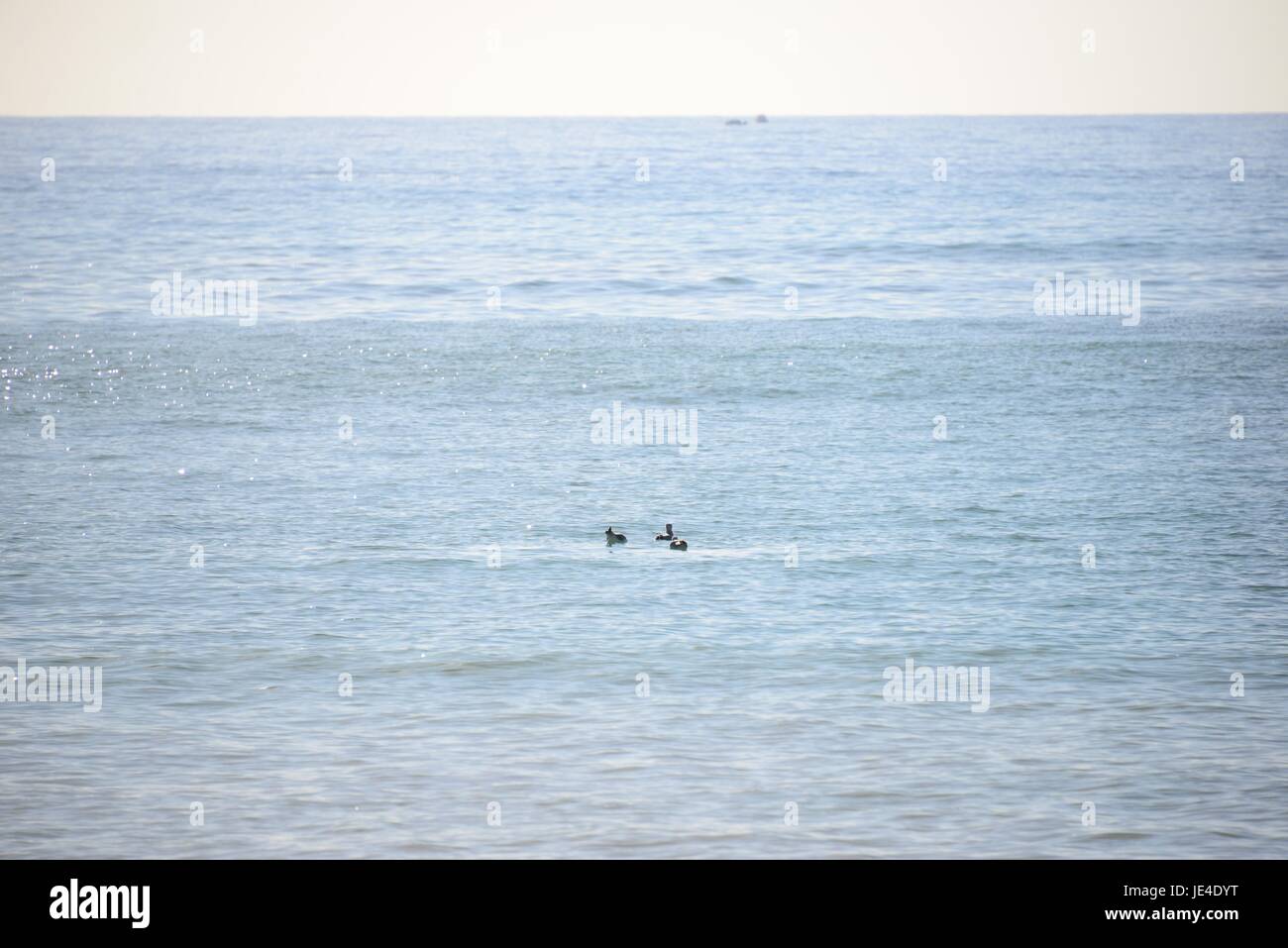 cormorants - mediterranean - spain Stock Photo - Alamy
