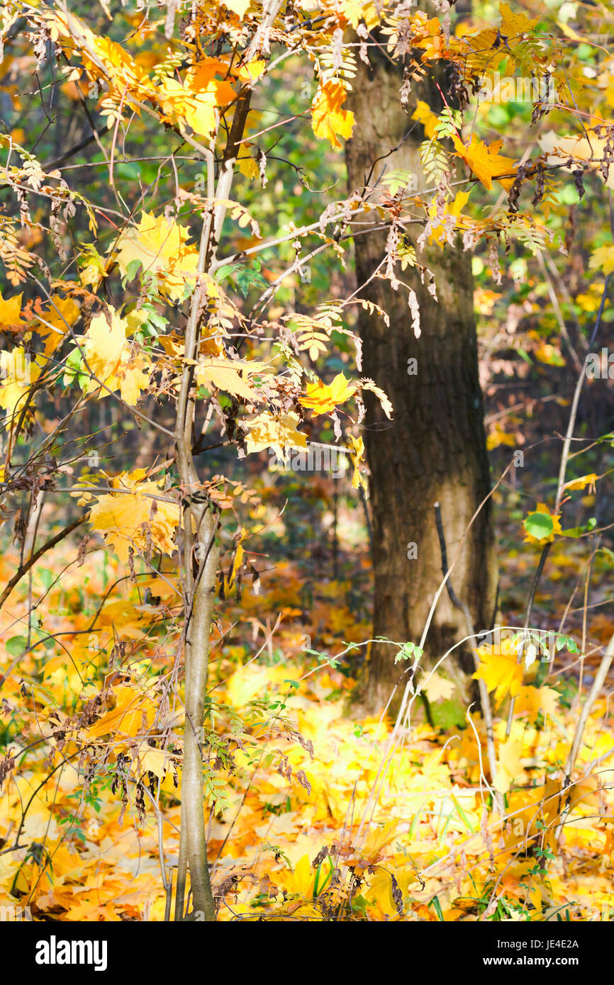 leaf fall season in forest in sunny autumn day Stock Photo - Alamy