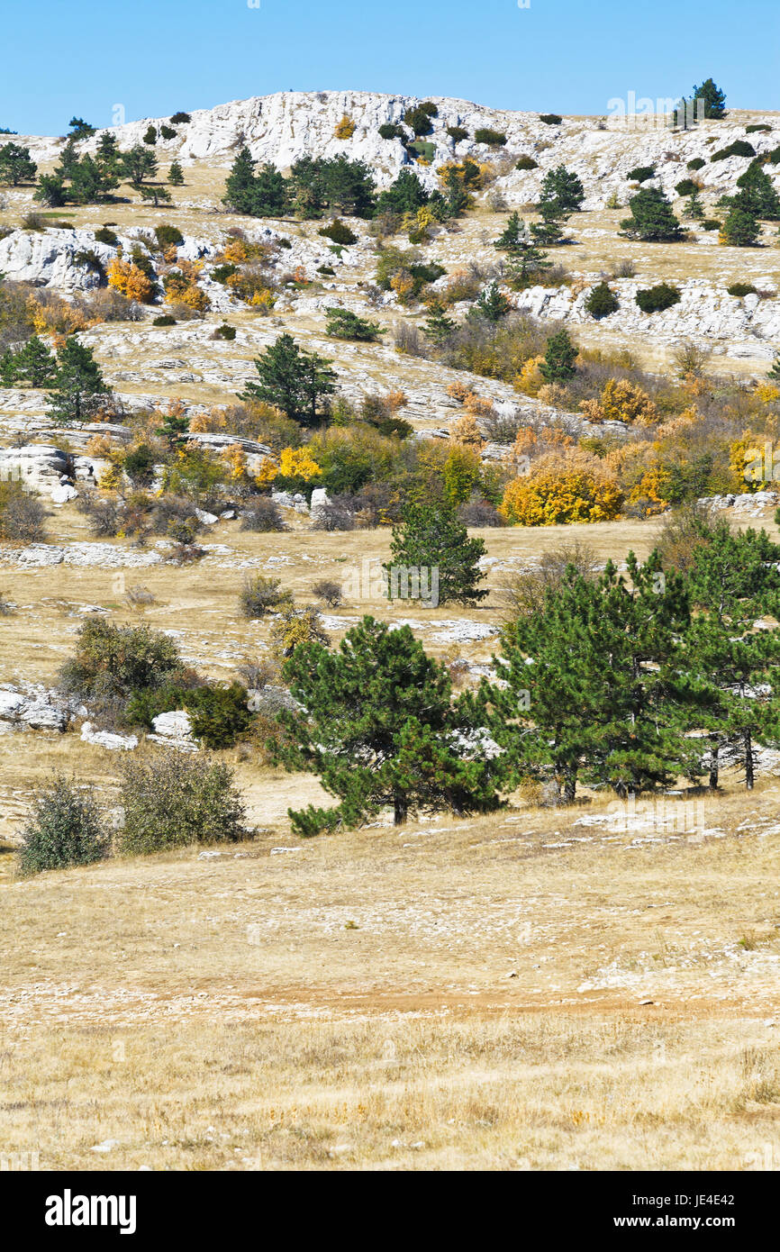 trees on mountain plateau Ai-Petri in Crimea in sunny autumn day Stock ...