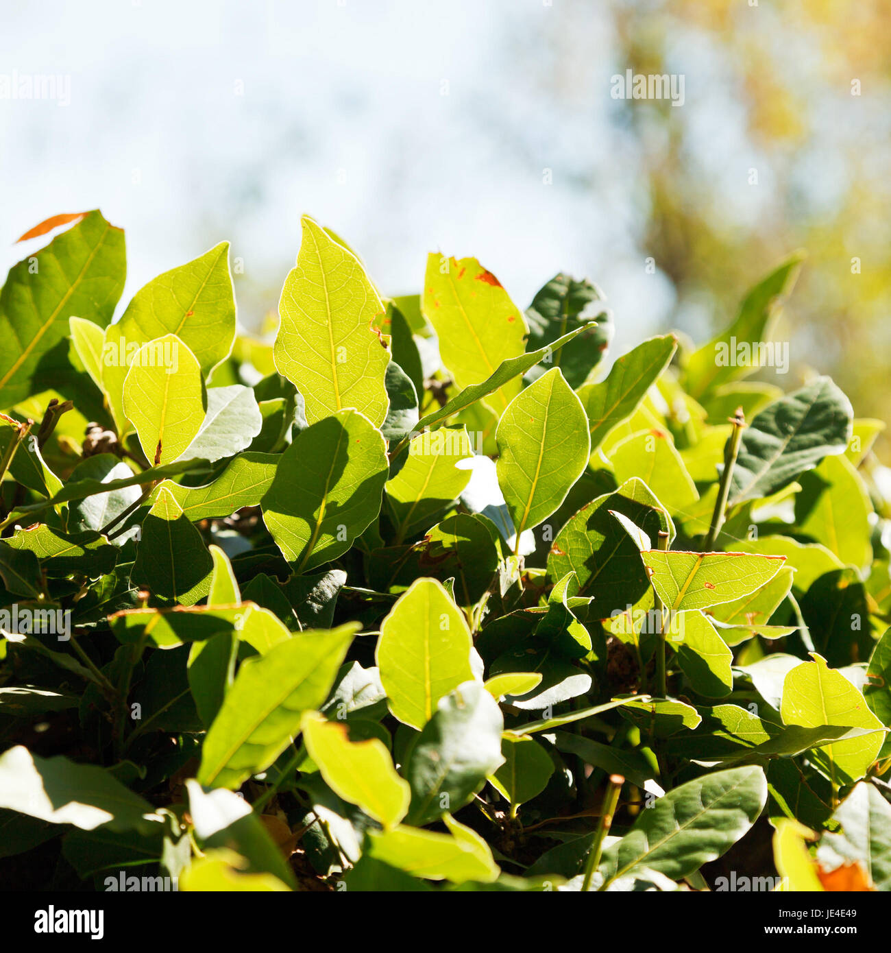 Laurus nobilis tree plantation hi-res stock photography and images - Alamy
