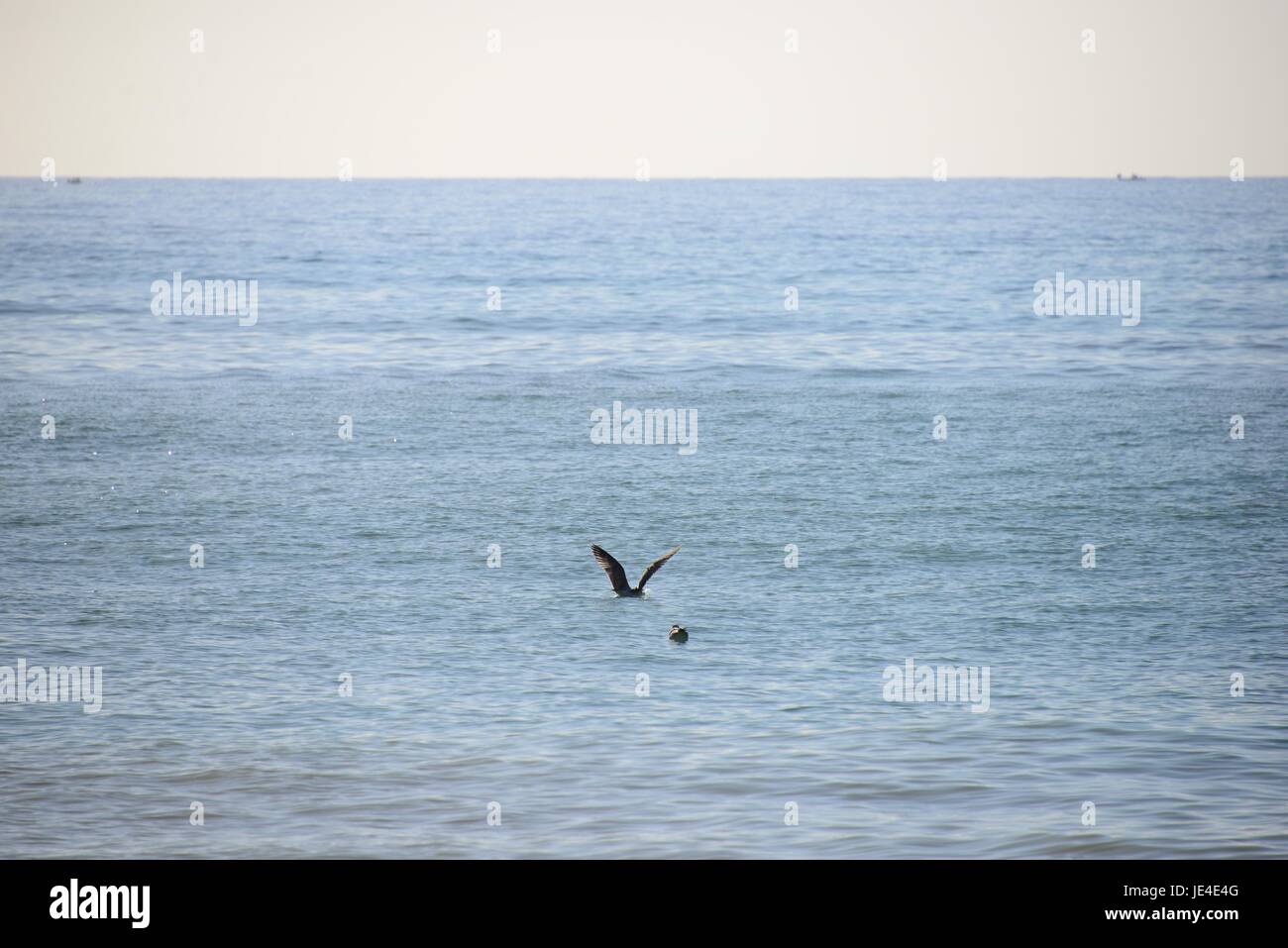 cormorants - mediterranean - spain Stock Photo - Alamy