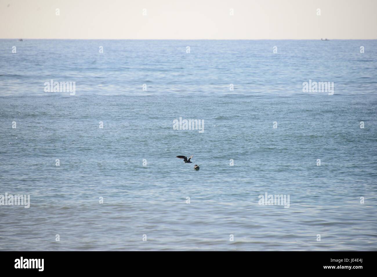 cormorants - mediterranean - spain Stock Photo - Alamy