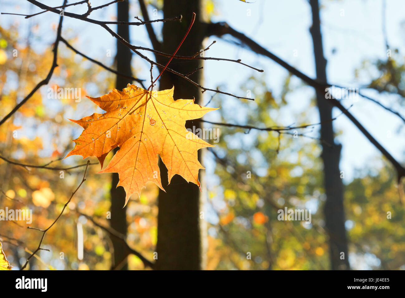 fallen maple leaf on branch in autumn forest Stock Photo - Alamy
