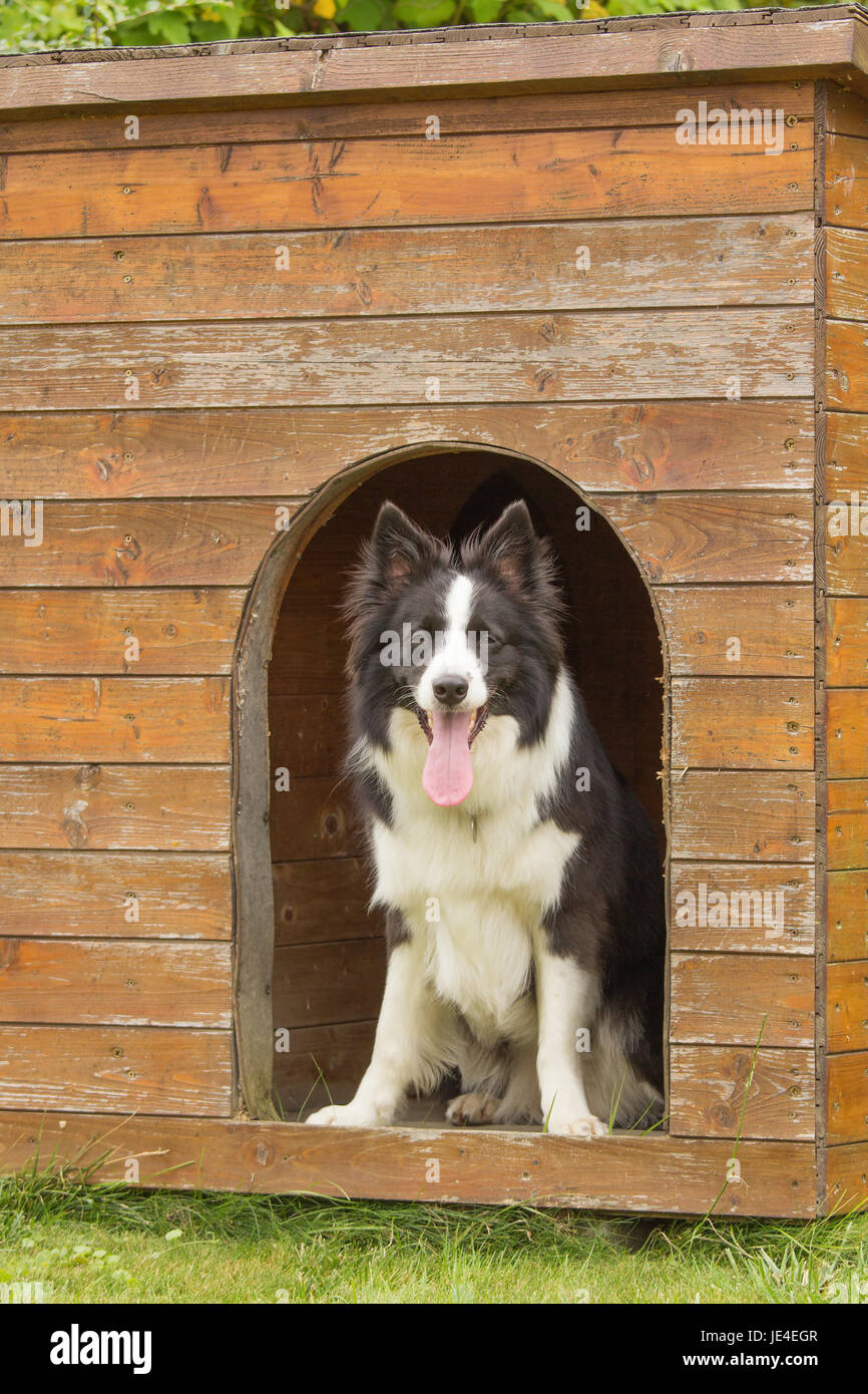 Board collie hi-res stock photography and images - Alamy