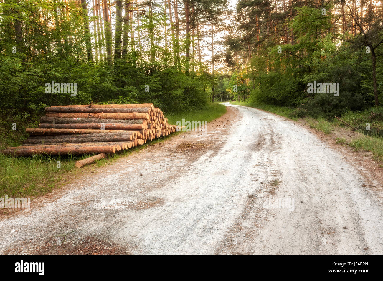 Pile of tree boles lays by the forest road ready to be transported ...
